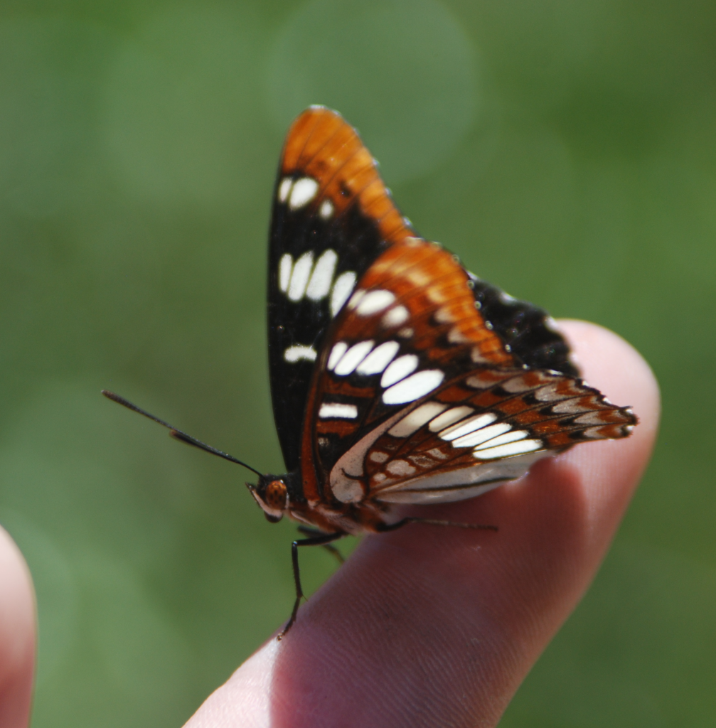 zoom in_admiral | Nevada Bugs and Butterflies