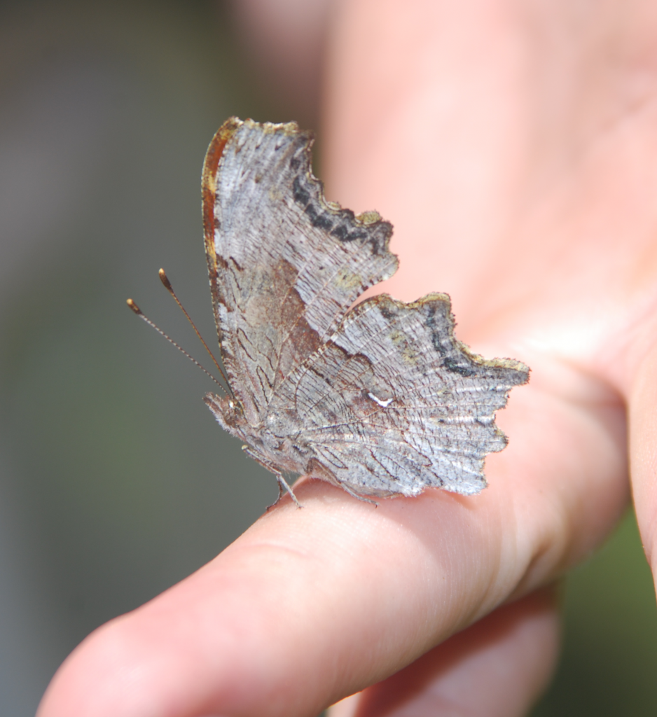 Nevada Bugs and Butterflies