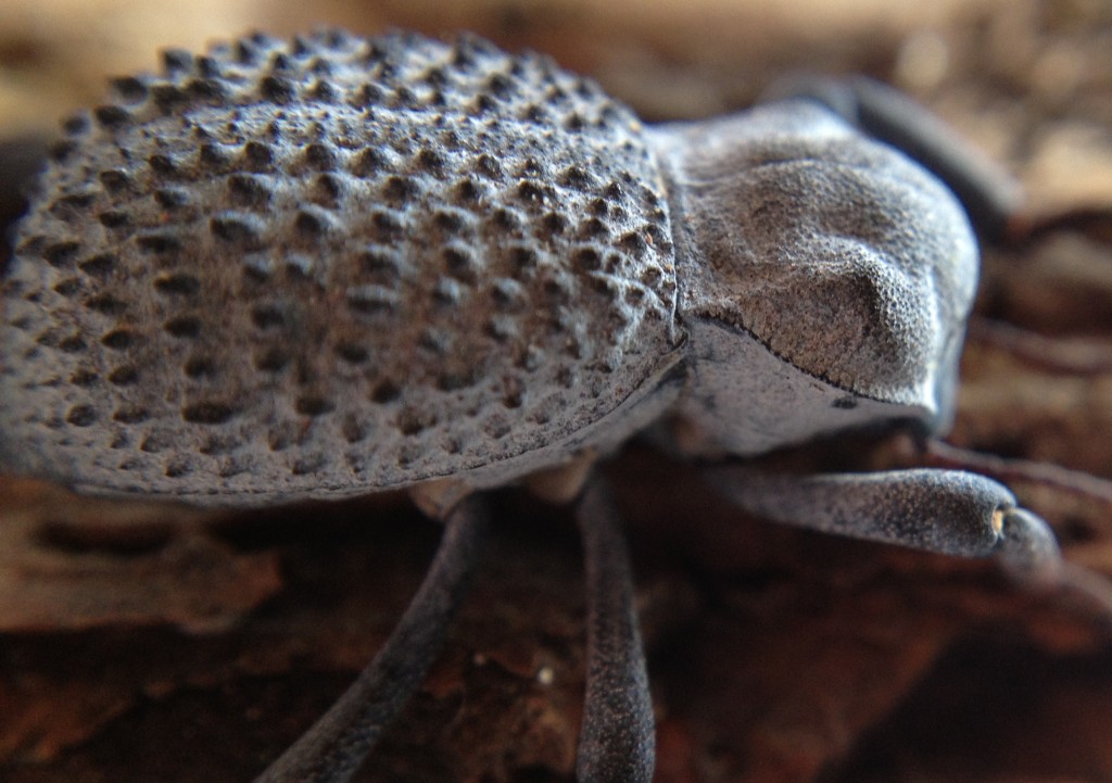 Meet our bugs! | Nevada Bugs and Butterflies