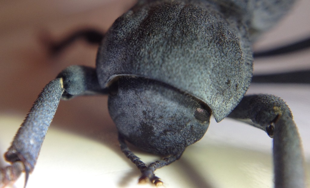 Meet our bugs! | Nevada Bugs and Butterflies