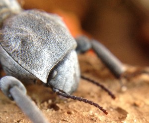 Meet our bugs! | Nevada Bugs and Butterflies