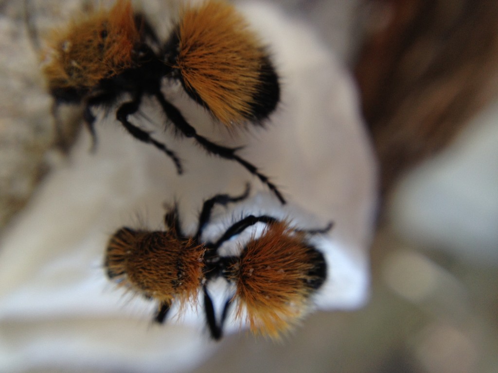 two together | Nevada Bugs and Butterflies