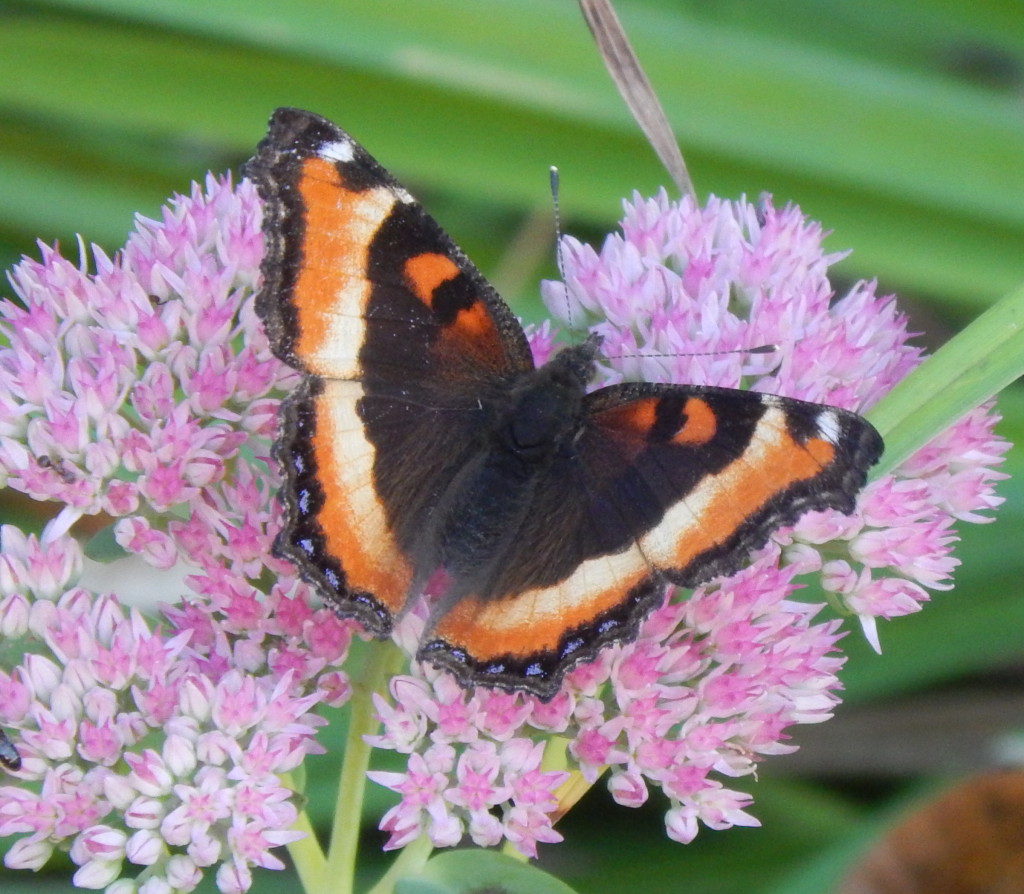 Meet the Bugs: Milbert’s tortoiseshell | Nevada Bugs and Butterflies
