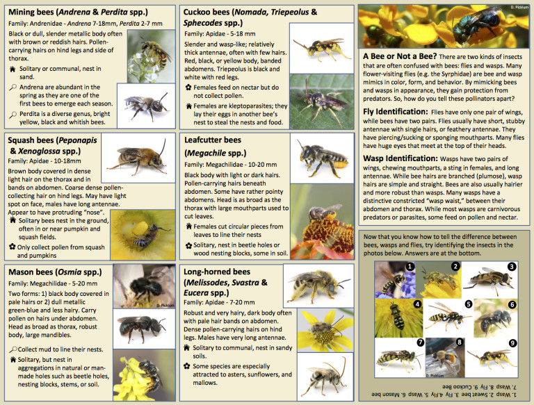 Nevada Bee Guide small size page 2 | Nevada Bugs and Butterflies