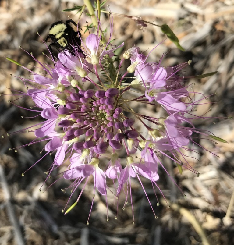Nevada Bugs and Butterflies | Bugs, butterflies, and love of the ...