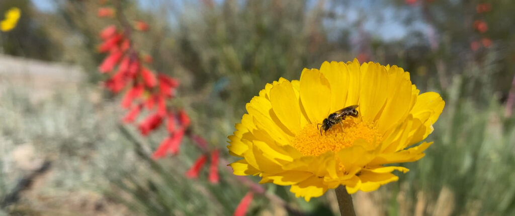 native bee pollinator garden | Nevada Bugs and Butterflies