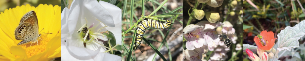Supporting Pollinators in northern Nevada | Nevada Bugs and Butterflies